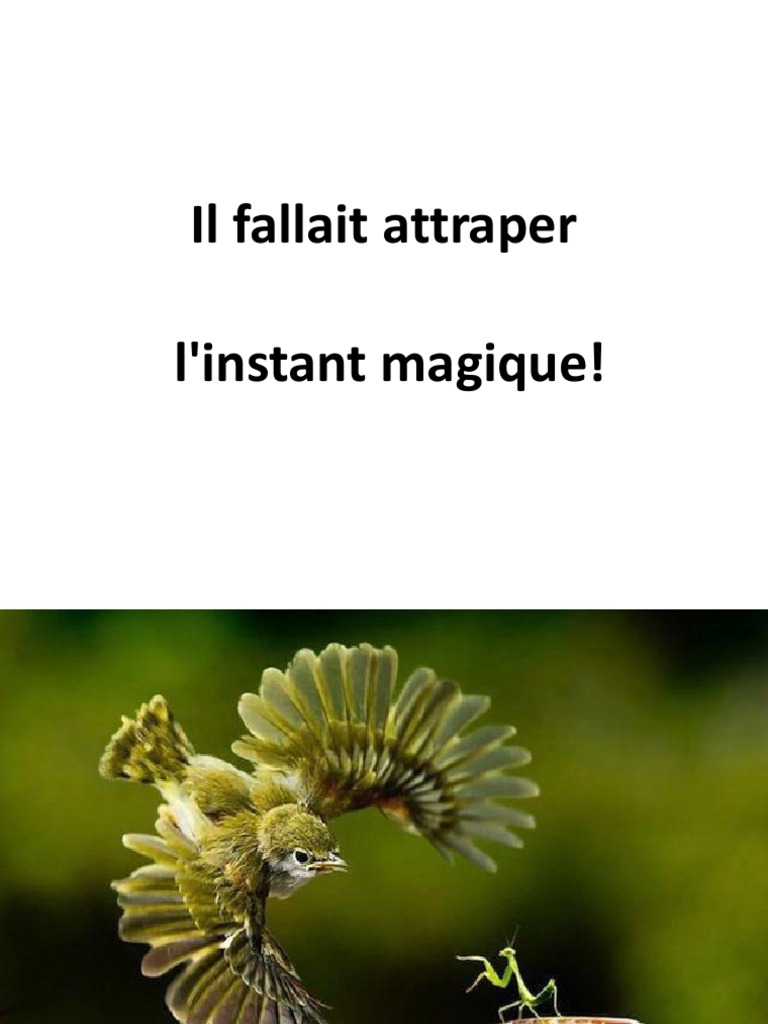 Attraper l'instant magique | PDF