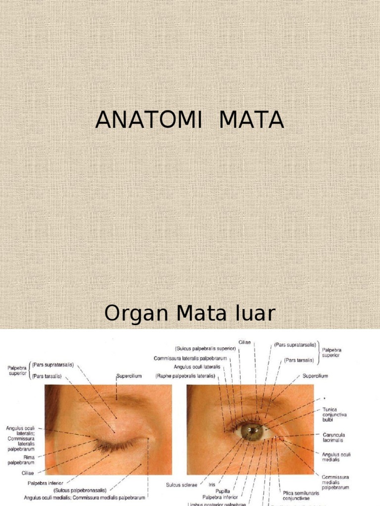 Anatomi Mata | PDF