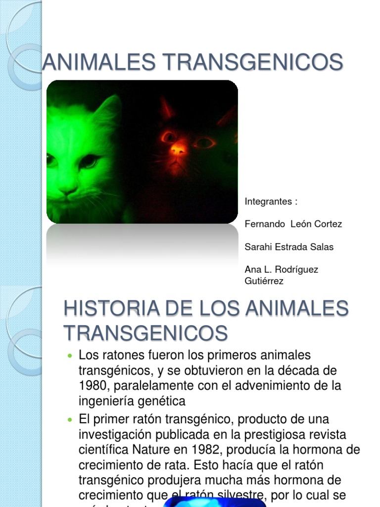 Animales Transgenicos | PDF | Organismo genéticamente modificado | Transgen