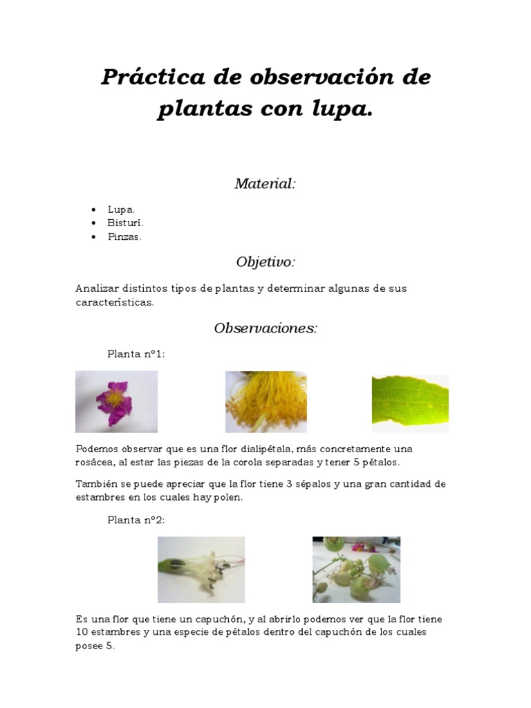 Observación de plantas con lupa | PDF | Estudios de idiomas extranjeros ...