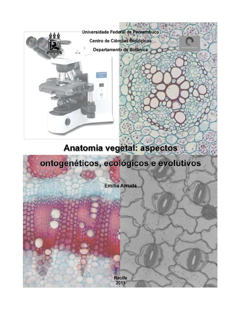Apostila Anatomia Vegetal | PDF | Parede celular | Raiz