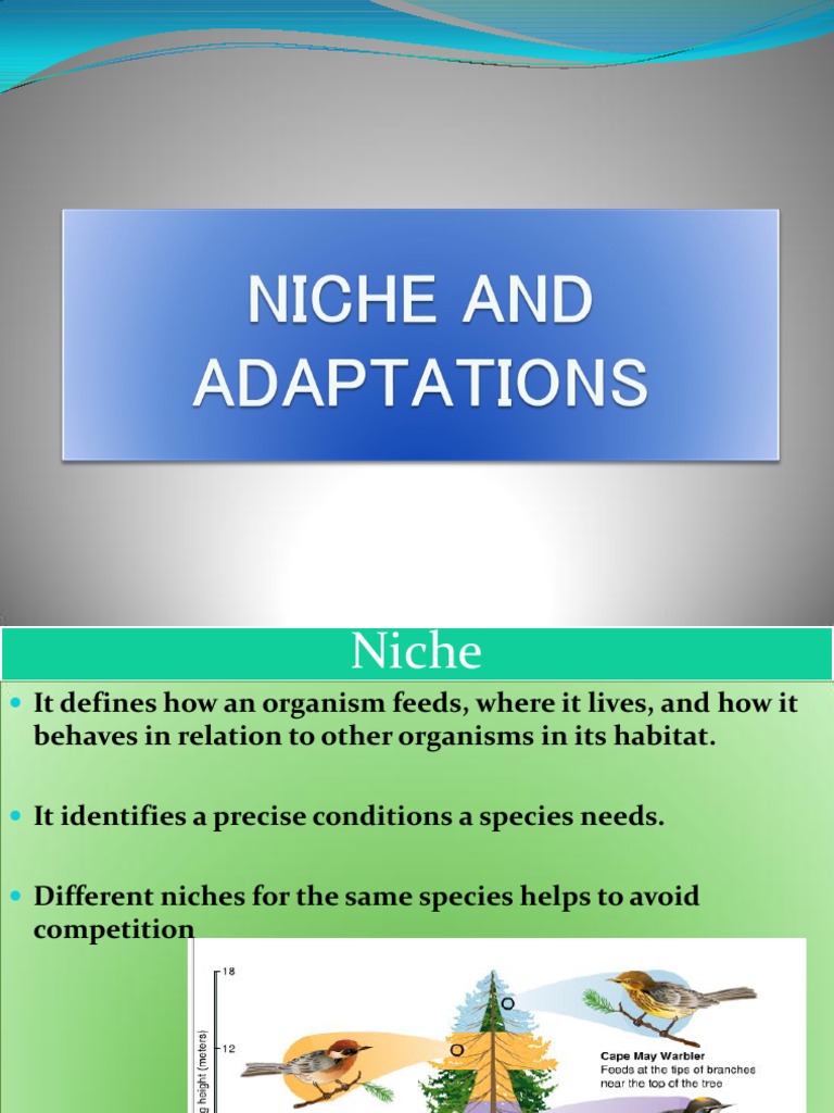 Niche and Adaptations | PDF | Adaptation | Mammals