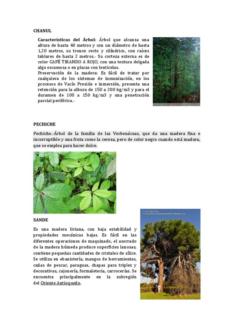 CHANUL | PDF | Arboles | Madera