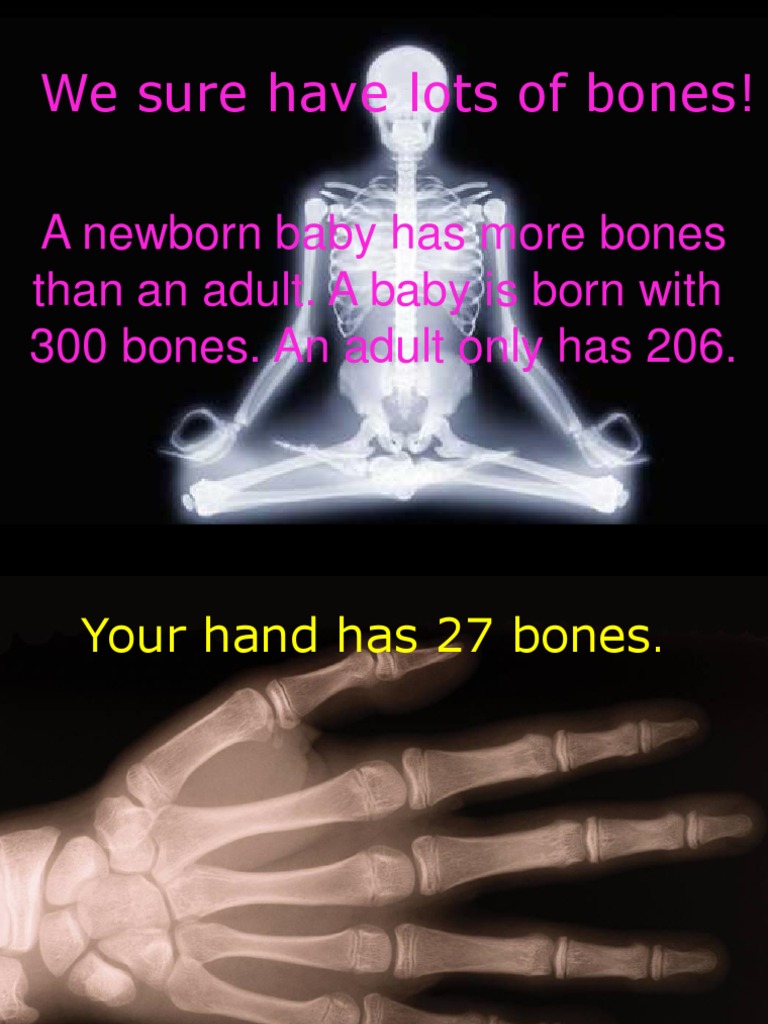 Bone Facts | PDF