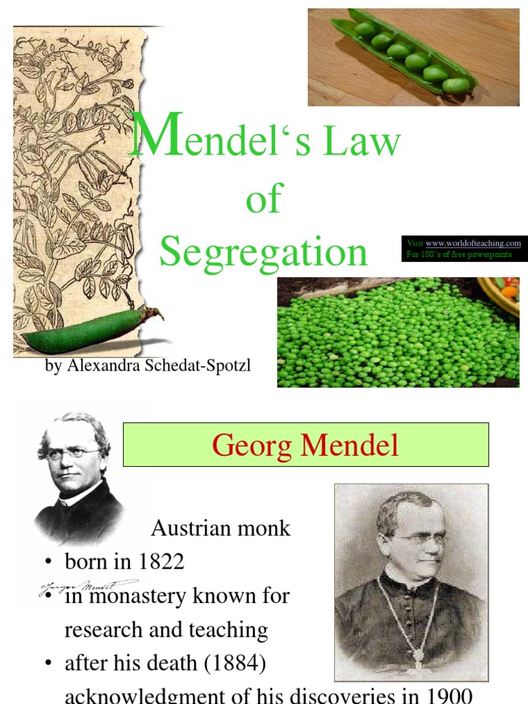 Mendels Law of Segregation | Allele | Dominance (Genetics)