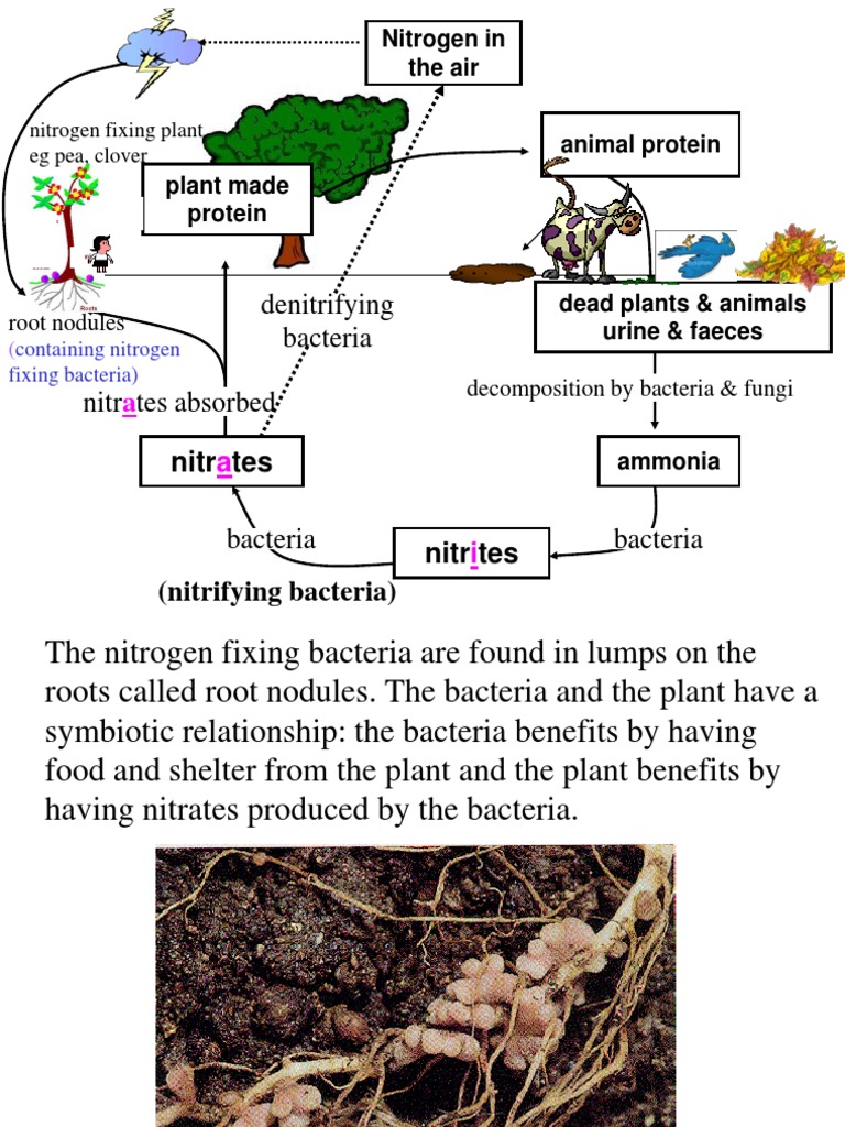 Denitrifying Bacteria: Nitr Tes | PDF