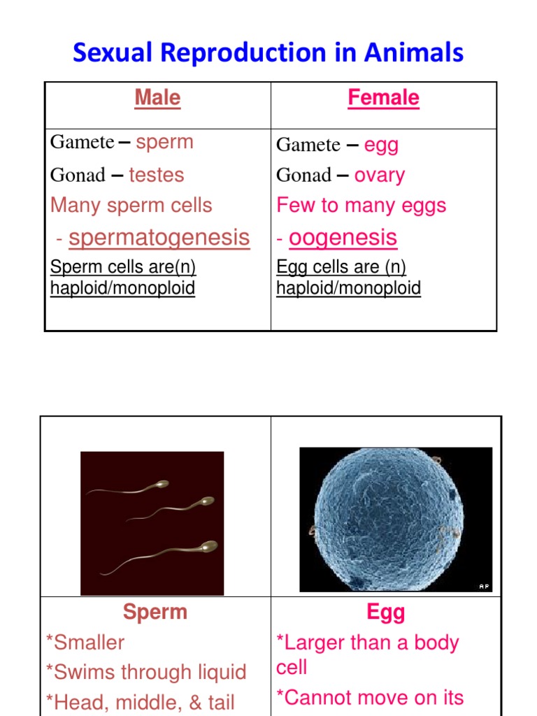 Sexual Reproduction in Animals | PDF