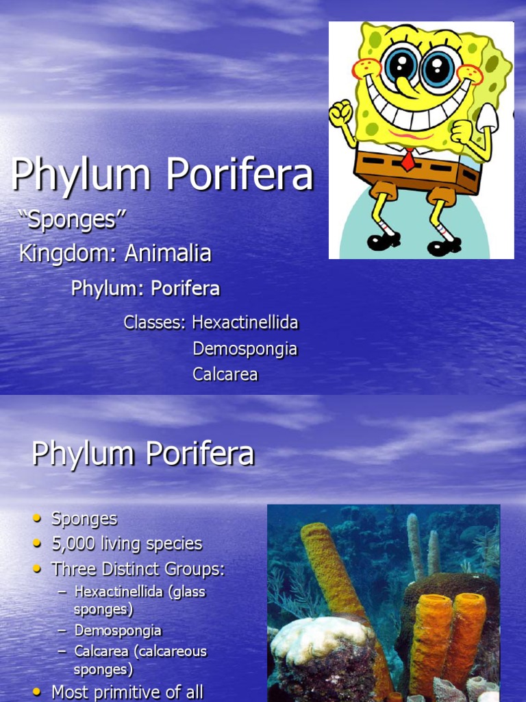 Notes on the Phylum PORIFERA | Sponge | Skeleton