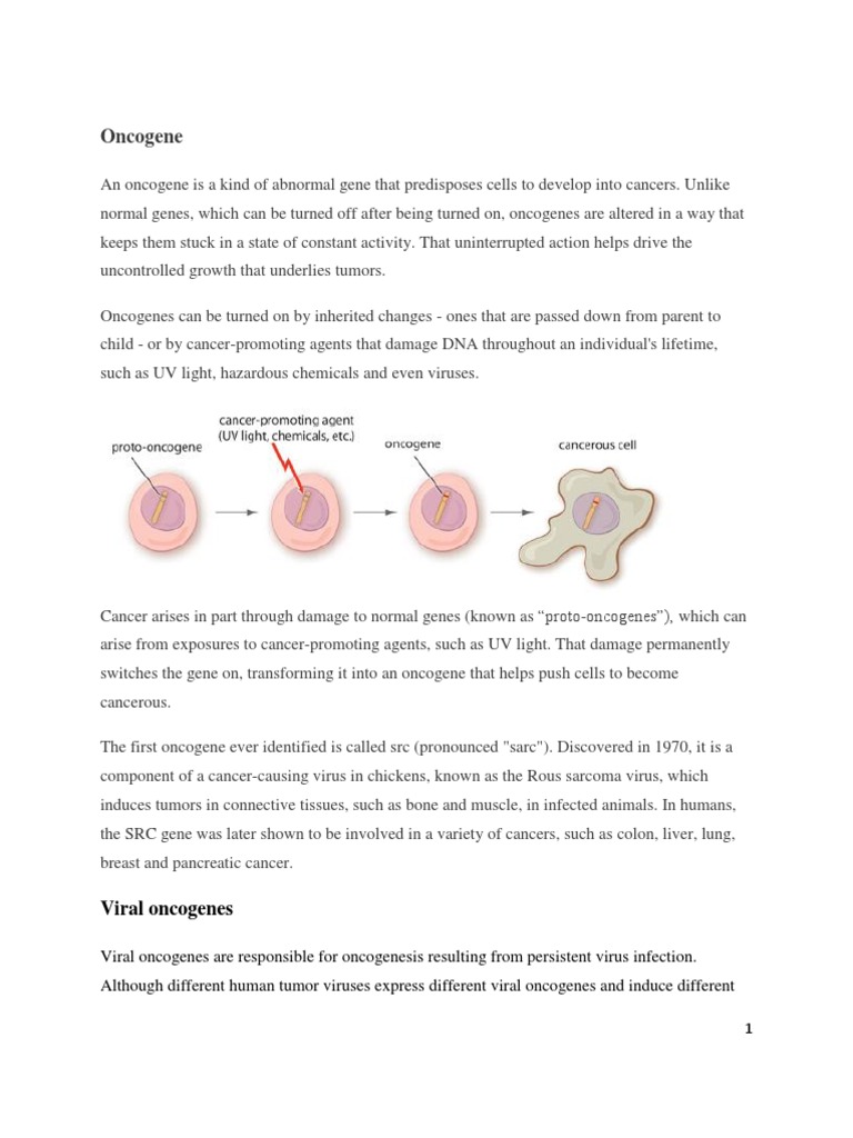 Oncogene: Viral Oncogenes | PDF | Gene Expression | Rna Splicing