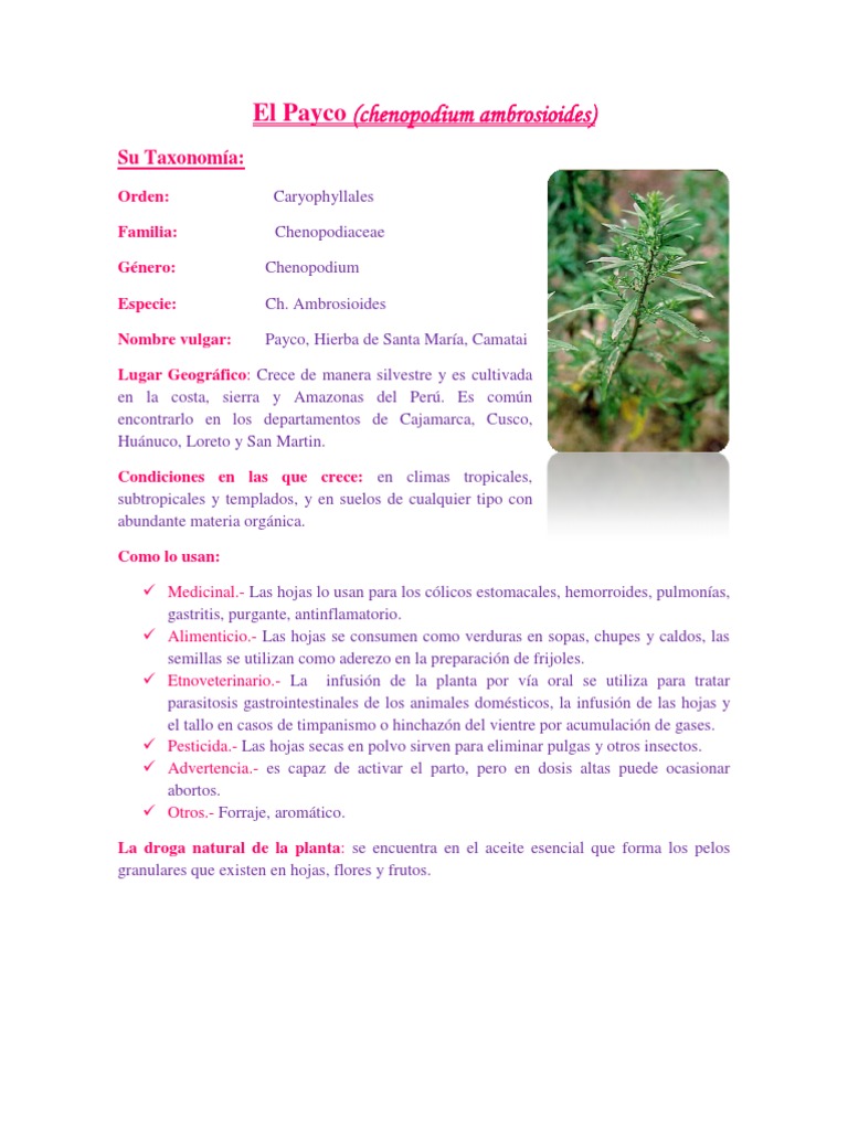 Usos y Beneficios del Payco | PDF | Botánica | Organismos
