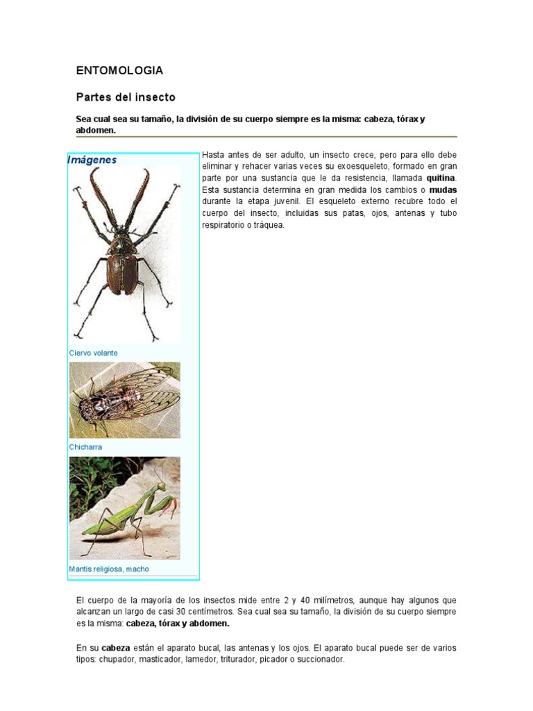Partes de Un Insecto | PDF | Insectos | Ojo
