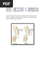 Anatomía del Ramillete de Riolano | PDF | Anatomía humana | Cabeza y ...