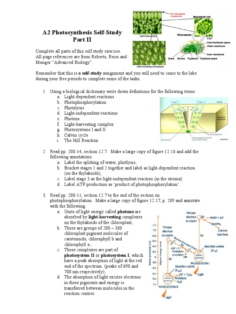 A2 Photosynthesis Self-Study Guide | PDF | Photosynthesis | Branches Of ...
