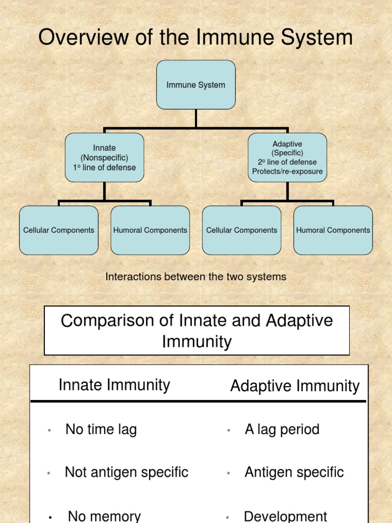 Overview of The Immune System: Interactions Between The Two Systems ...