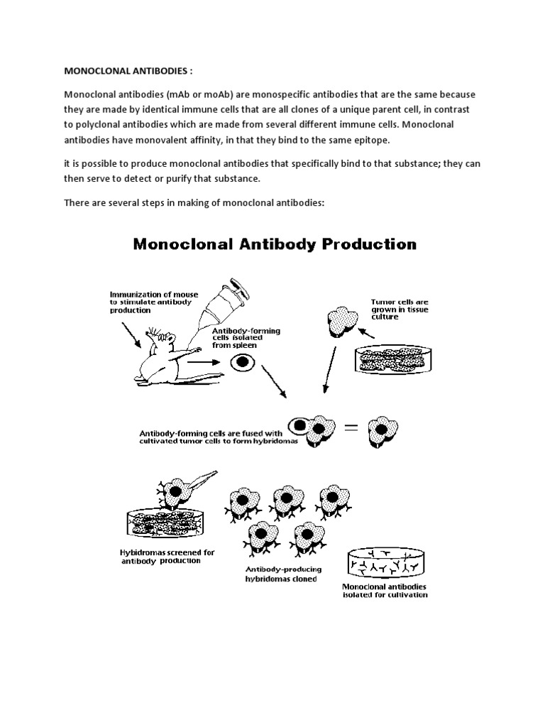 Monoclonal Antibodies : Production, Uses And Application | Monoclonal ...