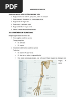 Anatomi Trunkus Manusia | PDF