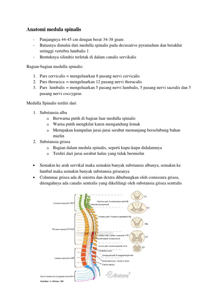 Anatomi Medula Spinalis | PDF