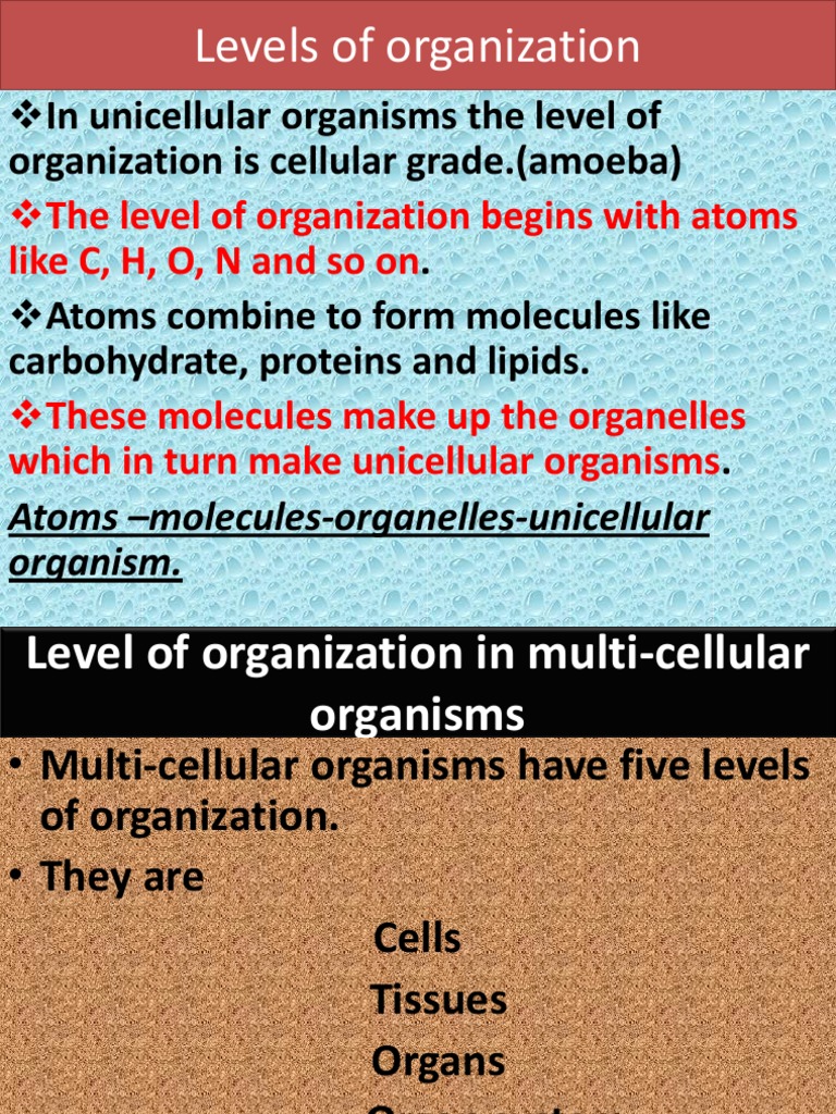 Levels of Organization | PDF | Science & Mathematics