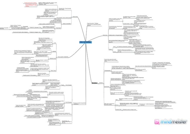 Mind Map: Amino Acid Metabolism | Alanine | Metabolism
