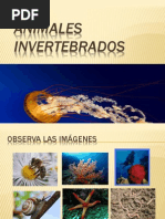 Foldables de Animales Invertebrados | PDF