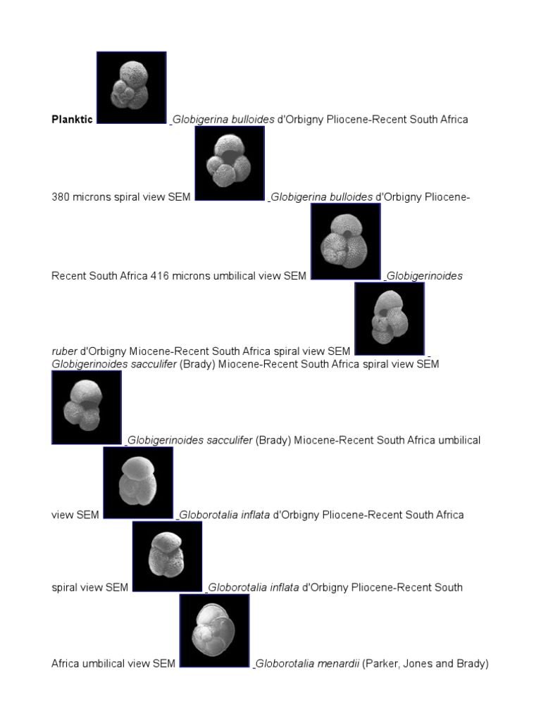 Planktonik Dan Bentonik Foraminifera | PDF | Cretaceous | Geology