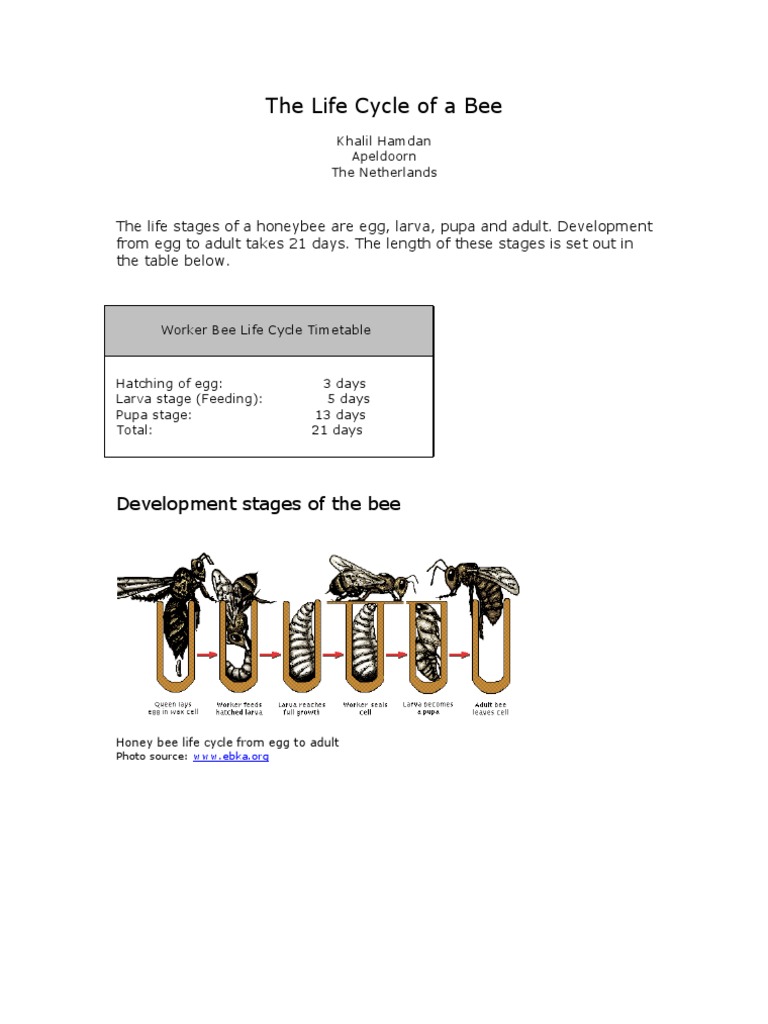 Honey Bee Life Cycle Stages Explained | PDF | Bees | Pupa