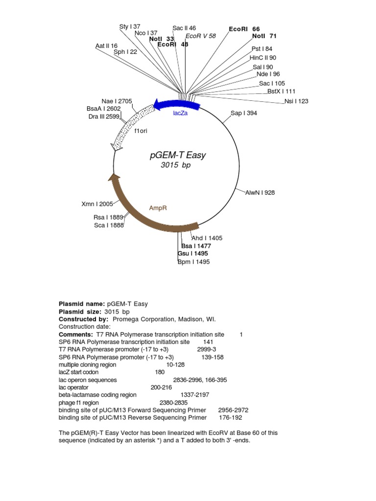 Pgem T Vector Sequence