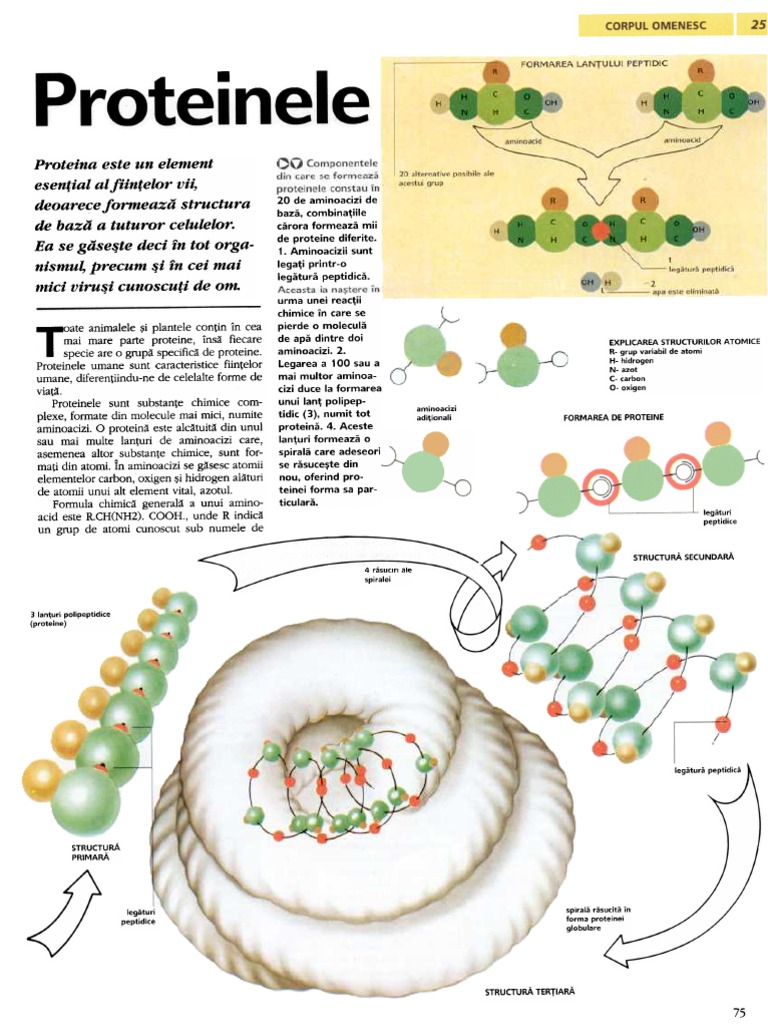 Proteinele | PDF
