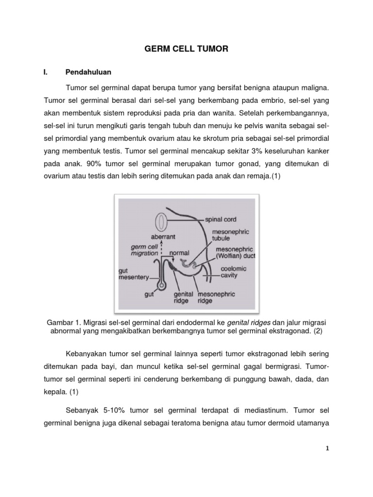 Tumor Sel Germinal 2 | PDF