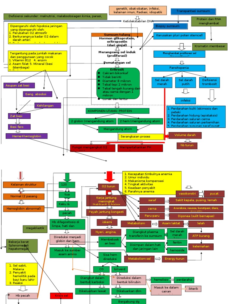 Anemia Pathway | PDF