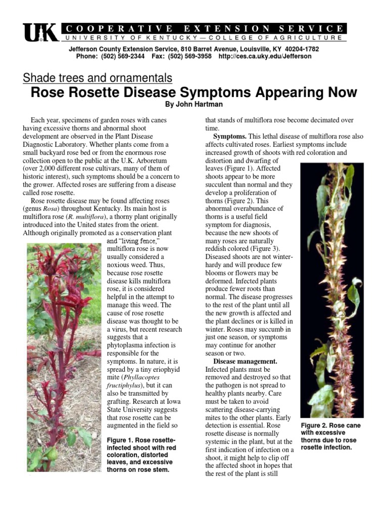 Rose Rosette Disease in Kentucky Roses | PDF | Rose | Infection