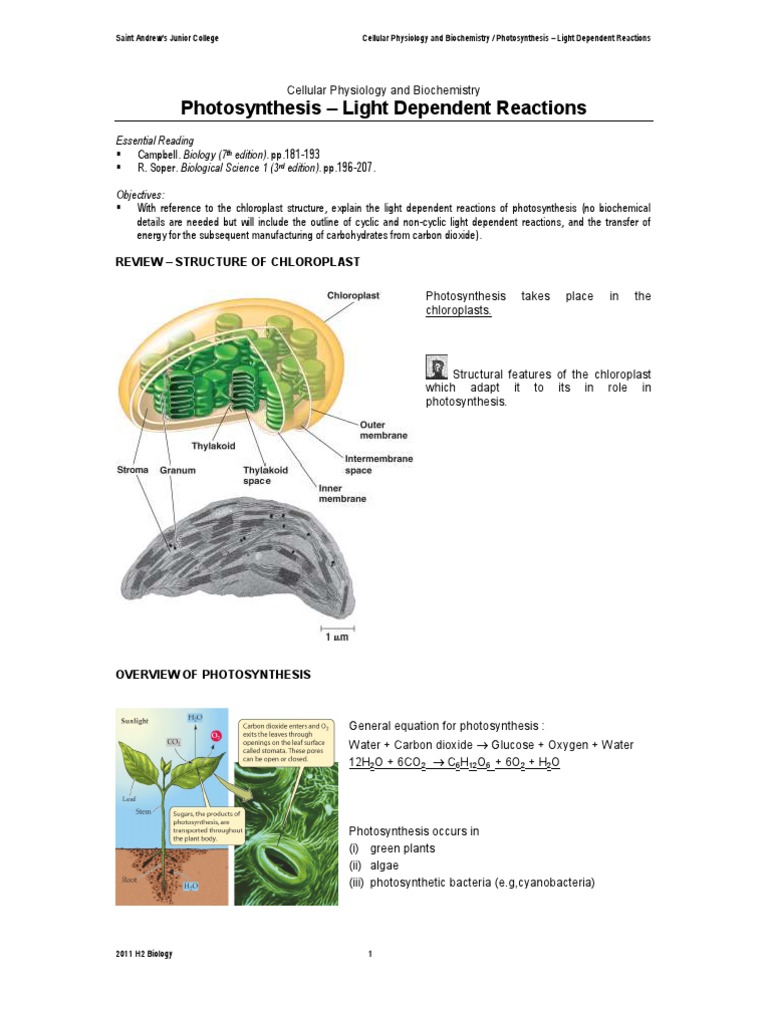 Lect 1 - Light Dependent Reactions - Teacher | PDF | Photosynthesis ...