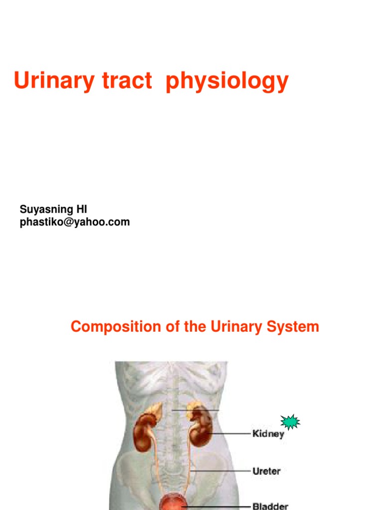 Urinary Tract Physiologykul | PDF | Urinary System | Urination