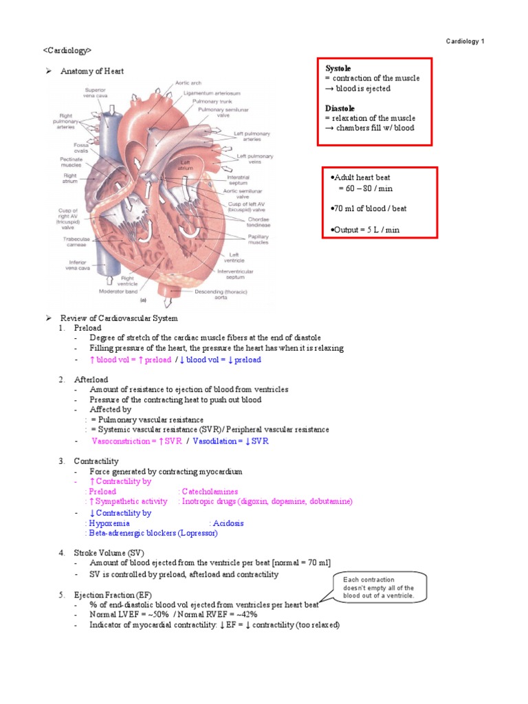 Cardiac System