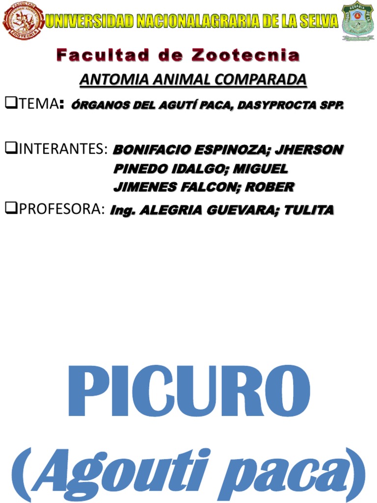 PICURO | PDF | Riñón | Placenta