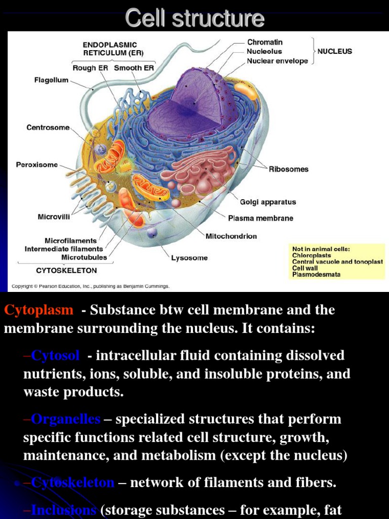 Cell Cytoplasm | Endoplasmic Reticulum | Cytoskeleton