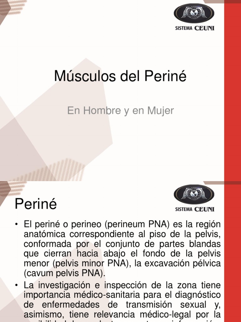 Músculos Del Periné | PDF | Pelvis | Cuerpo humano