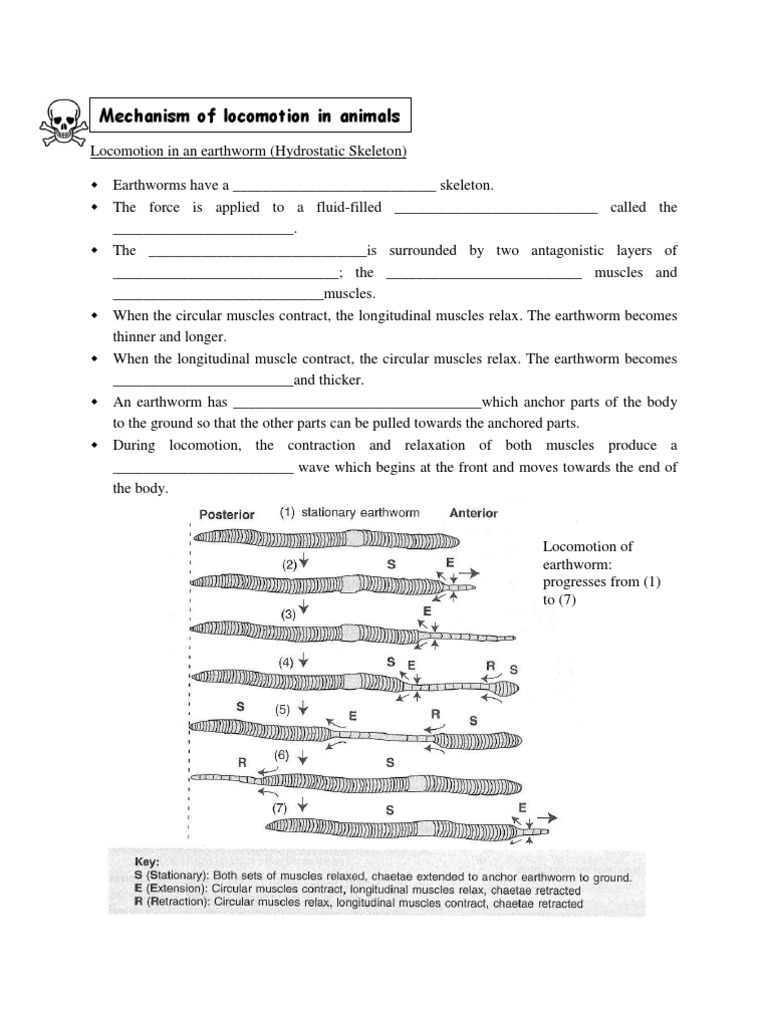 Earthworm Locomotion Mechanism Explained | PDF | Animal Locomotion | Muscle