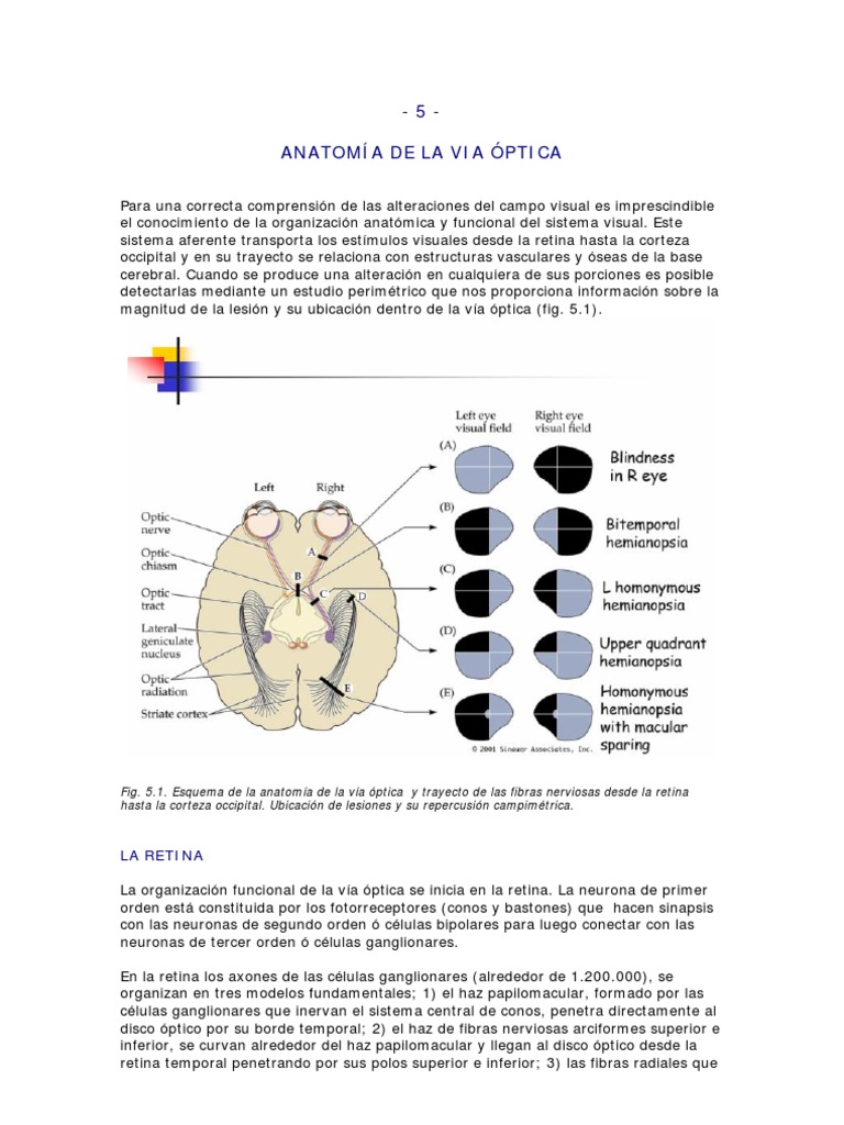 Anatomía de La Via Óptica | PDF | Percepción visual | Corteza visual