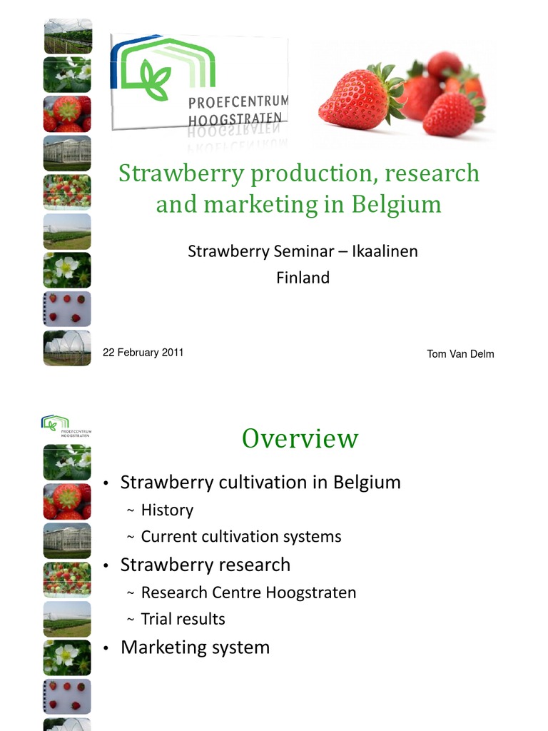 Prezentare Capsuni Belgia | PDF | Greenhouse | Strawberry