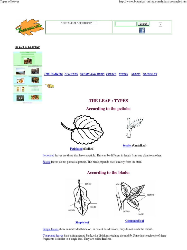 Types of Leaves | PDF | Flora | Plant Morphology