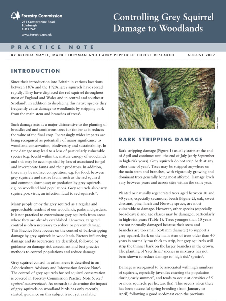 Controlling Grey Squirrel Damage To Woodlands | PDF | Trapping | Trees