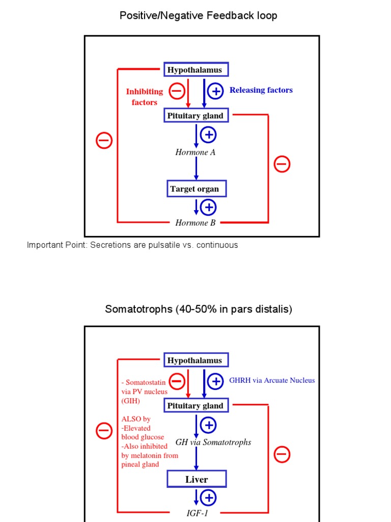 Hormone Feedback Loops | PDF | Hypothalamus | Luteinizing Hormone