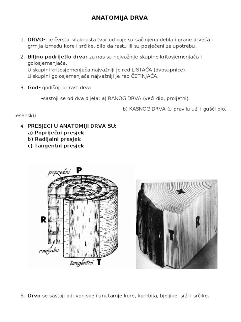 ANATOMIJA DRVA - Priprema Za Kolokvij | PDF