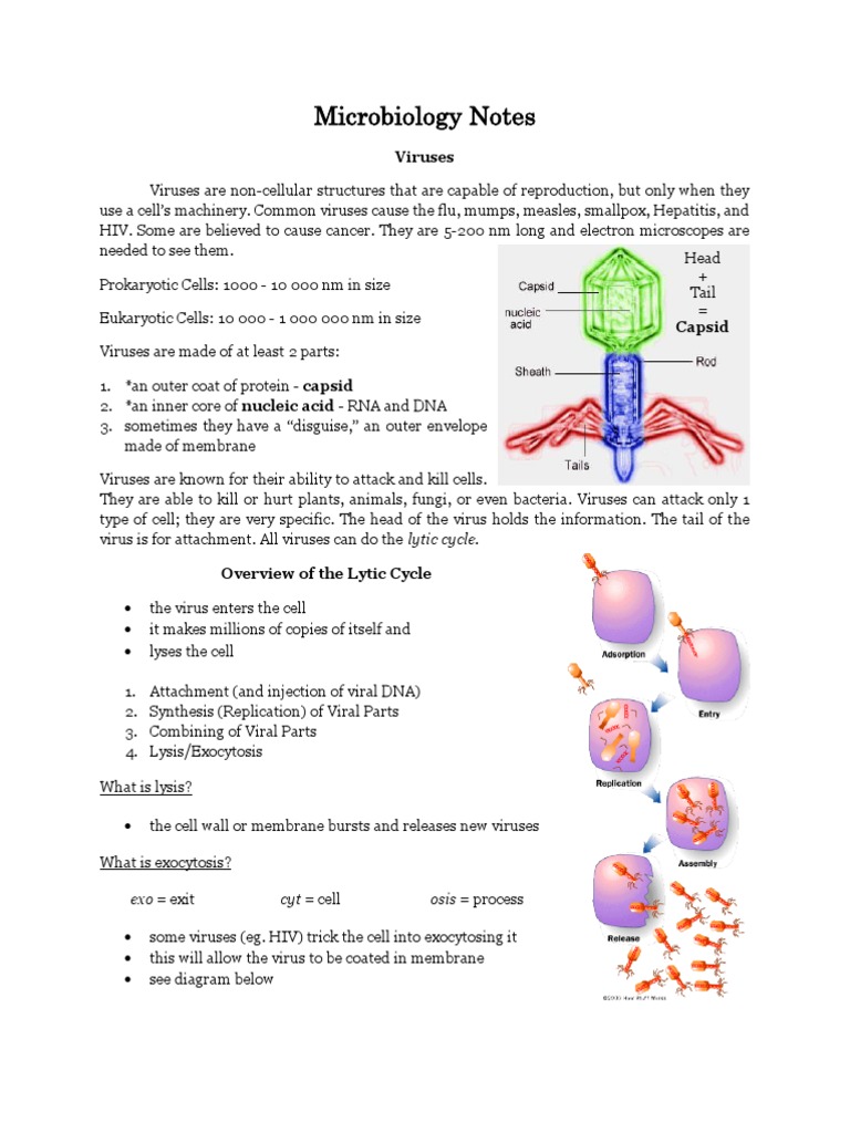 Microbiology Notes | Virus | Immune System