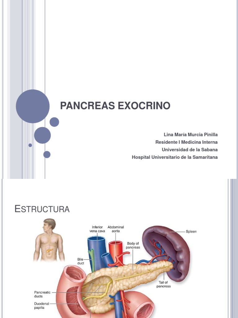 Pancreas Exocrino Fisiologia | Páncreas | Gastroenterología