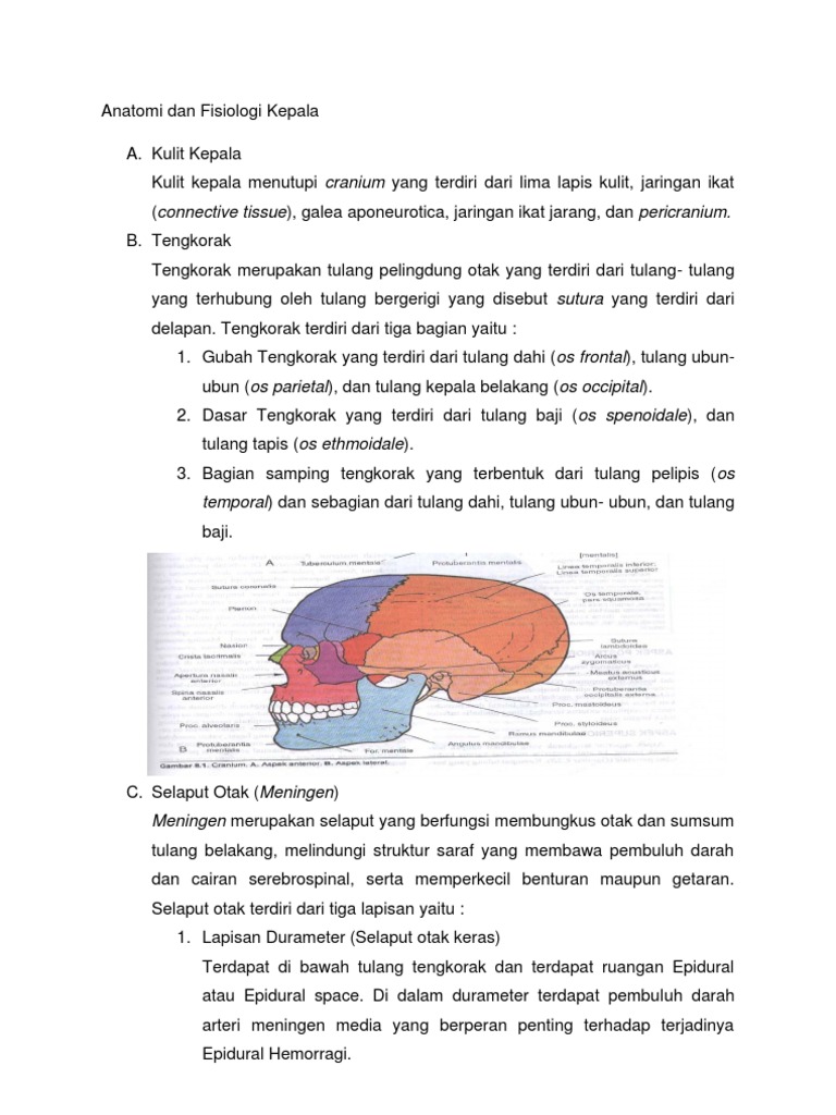 Anatomi Dan Fisiologi Kepala | PDF