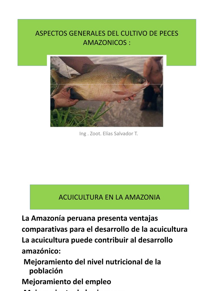 Cultivo y características de la gamitana (Colossoma macropomum) en la ...