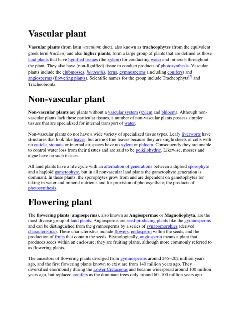 Vascular Plant | PDF | Plants | Botany