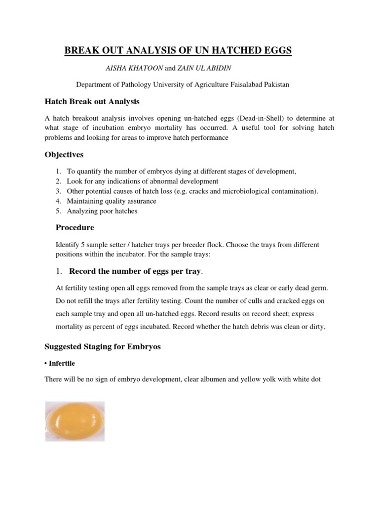 Breakout Analysis of Unhatched Eggs | PDF | Egg | Chicken